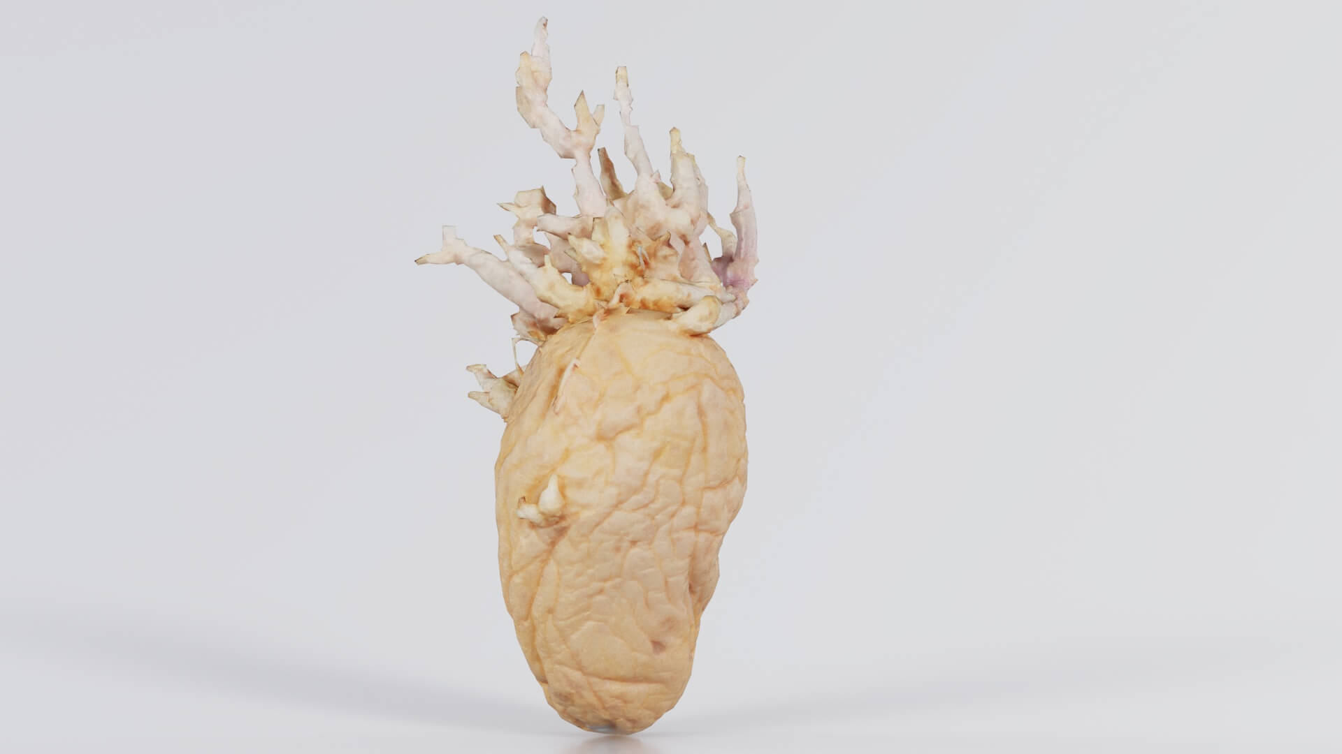 Shriveled Potato 4 - 3D Model by Polygonal Miniatures