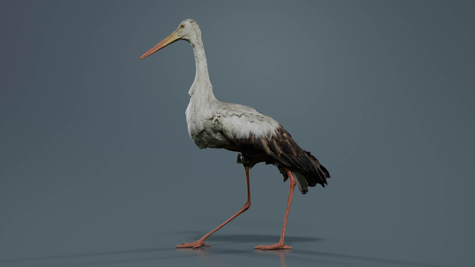 Stork Ciconiidae Ciconiiformes - 3D Model by Polygonal Miniatures