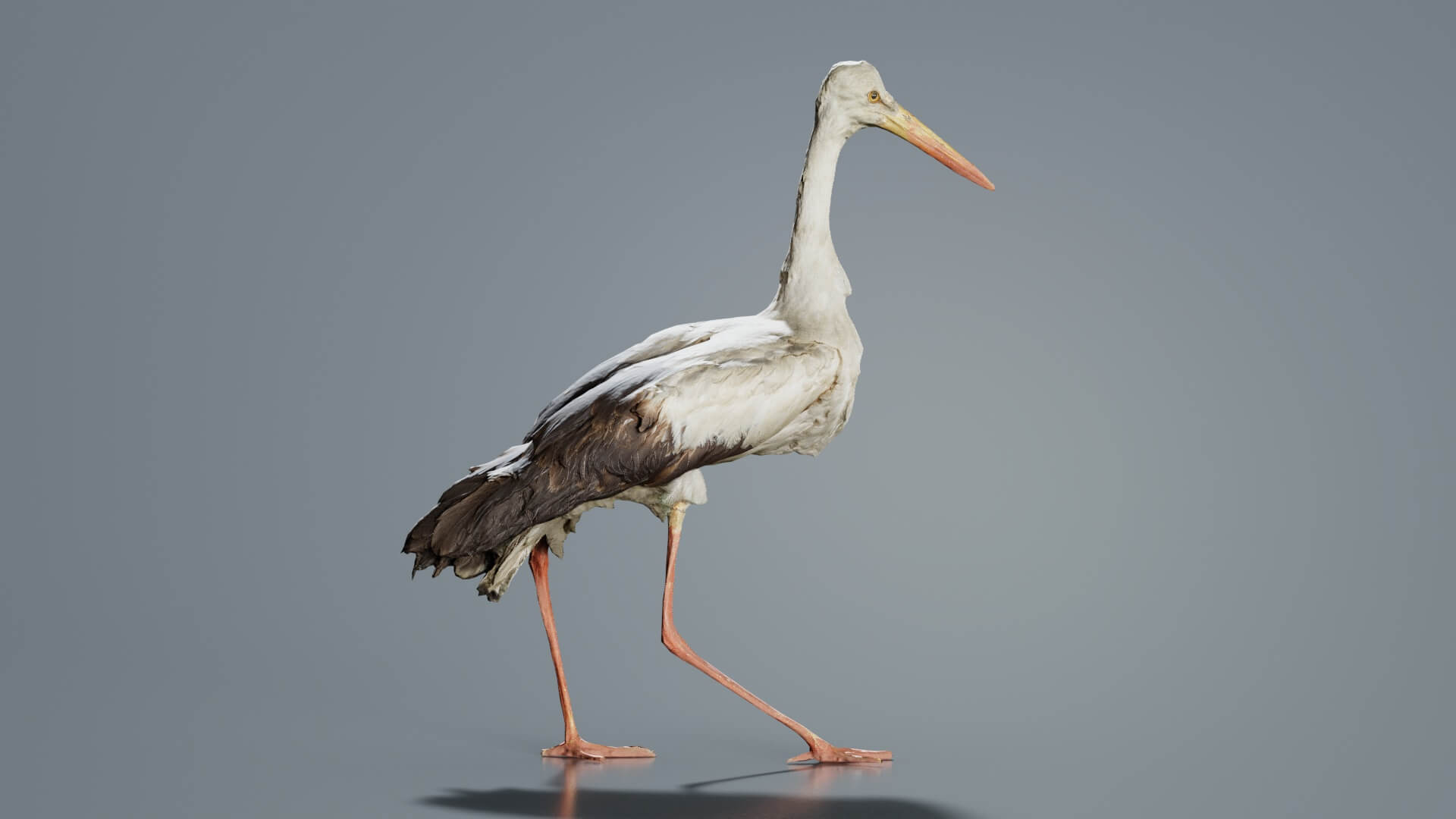 Stork Ciconiidae Ciconiiformes - 3D Model by Polygonal Miniatures