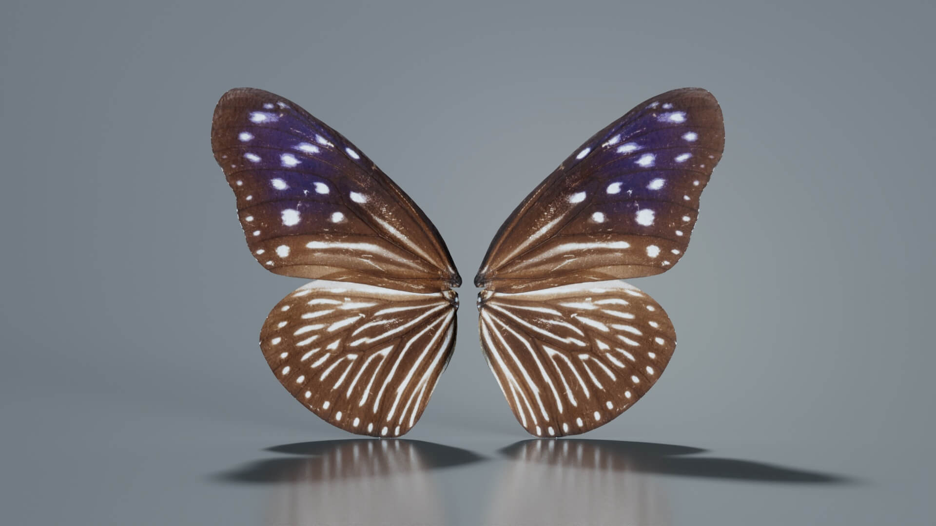 Striped Blue Crow - 3D Model by Polygonal Miniatures