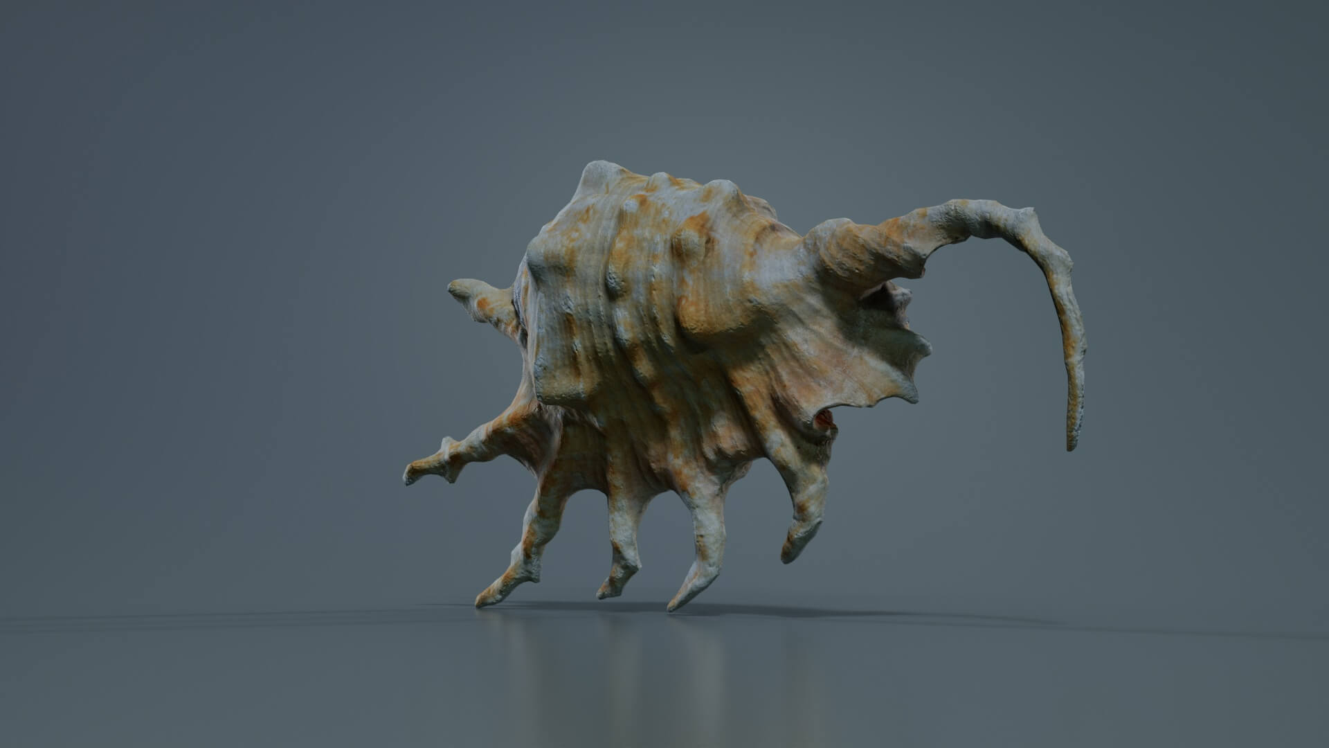 Strombidae Lambis Scorpius Indomaris Seashell - 3D Model by Polygonal ...