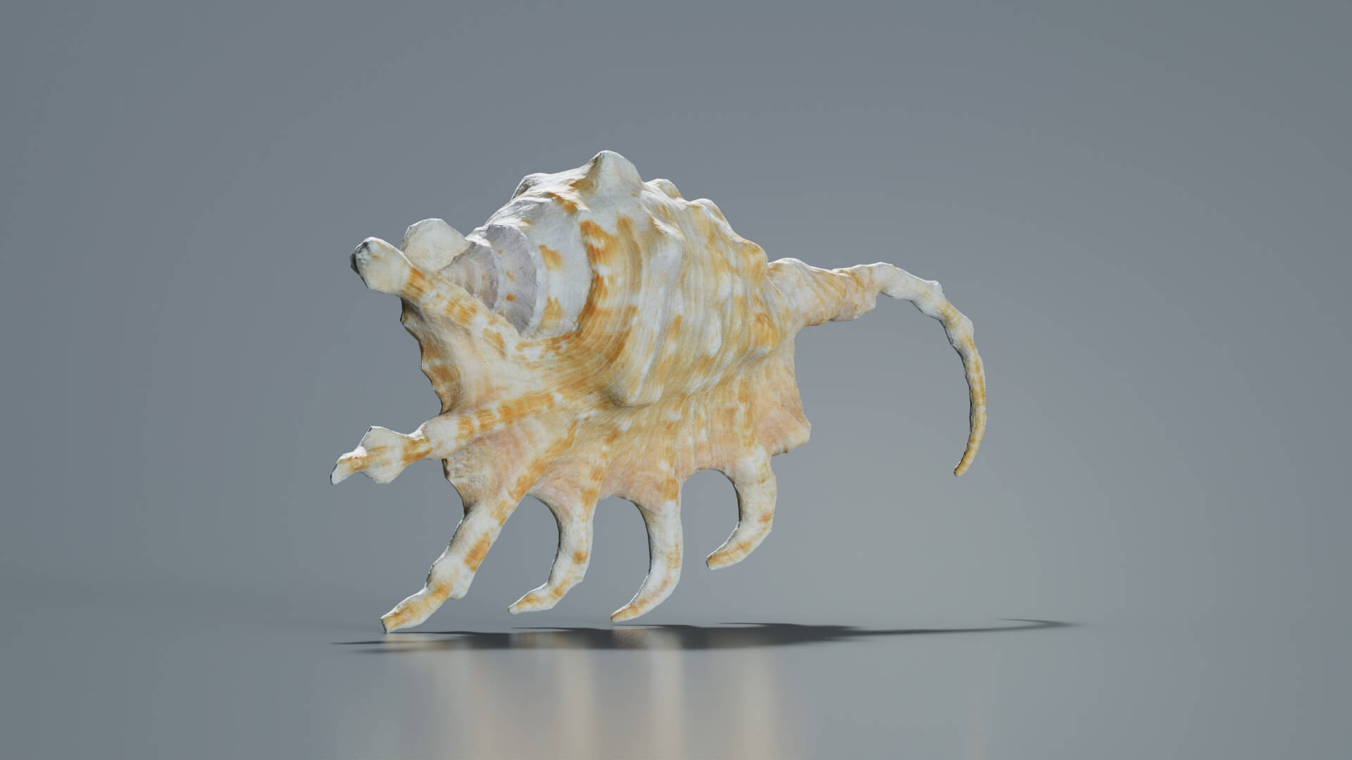 Strombidae Lambis Scorpius Indomaris Seashell - 3D Model by Polygonal ...
