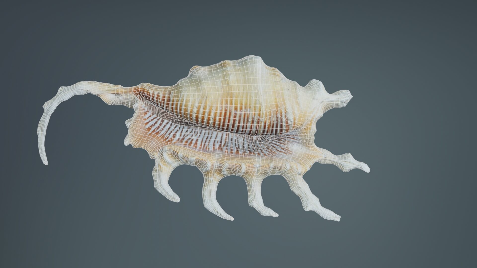 Strombidae Lambis Scorpius Indomaris Seashell - 3D Model by Polygonal ...