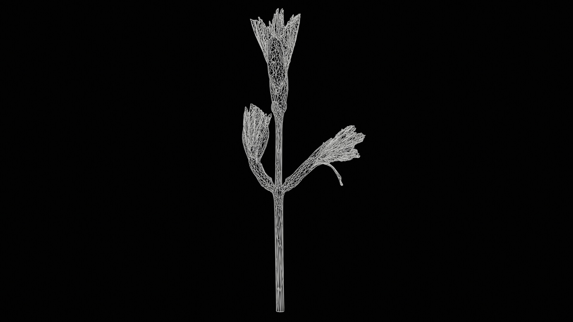 Sycamore Maple Sapindaceae Sprout - 3D Model by Polygonal Miniatures