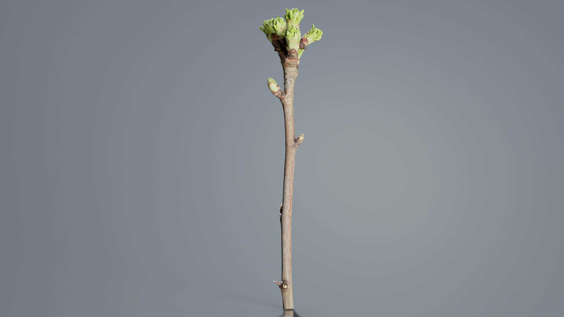 Syringa Vulgaris Common Lilac Oleaceae Sprout - 3D Model by Polygonal ...