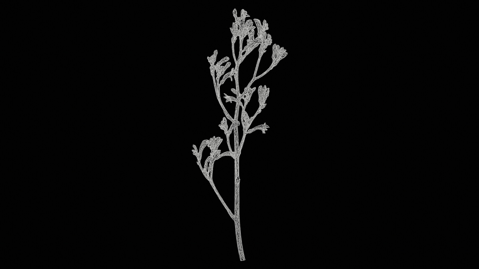 Tall Kangaroo Paw Australian Sword Lily Anigozanthos Flavidus - 3D ...