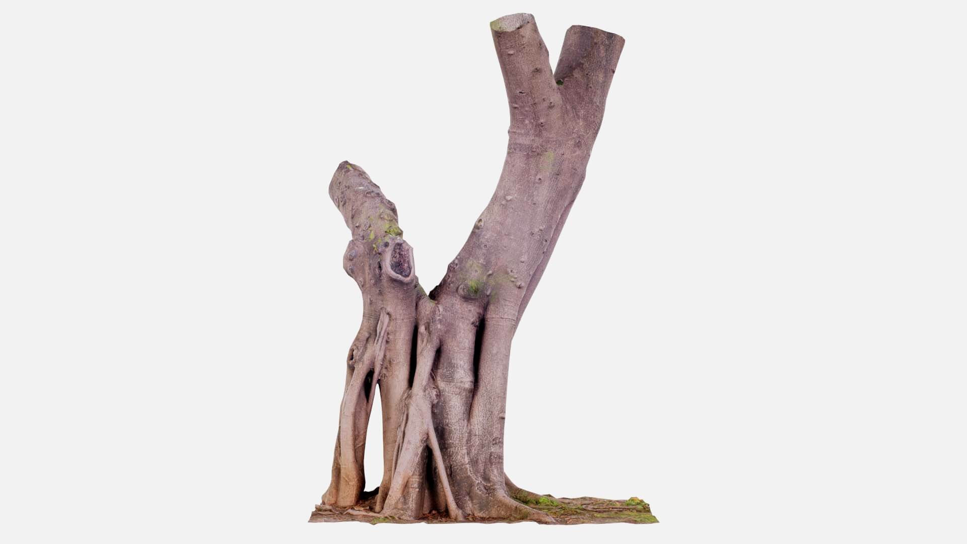 Tall Roots Tree Trunk - 3D Model by Polygonal Miniatures