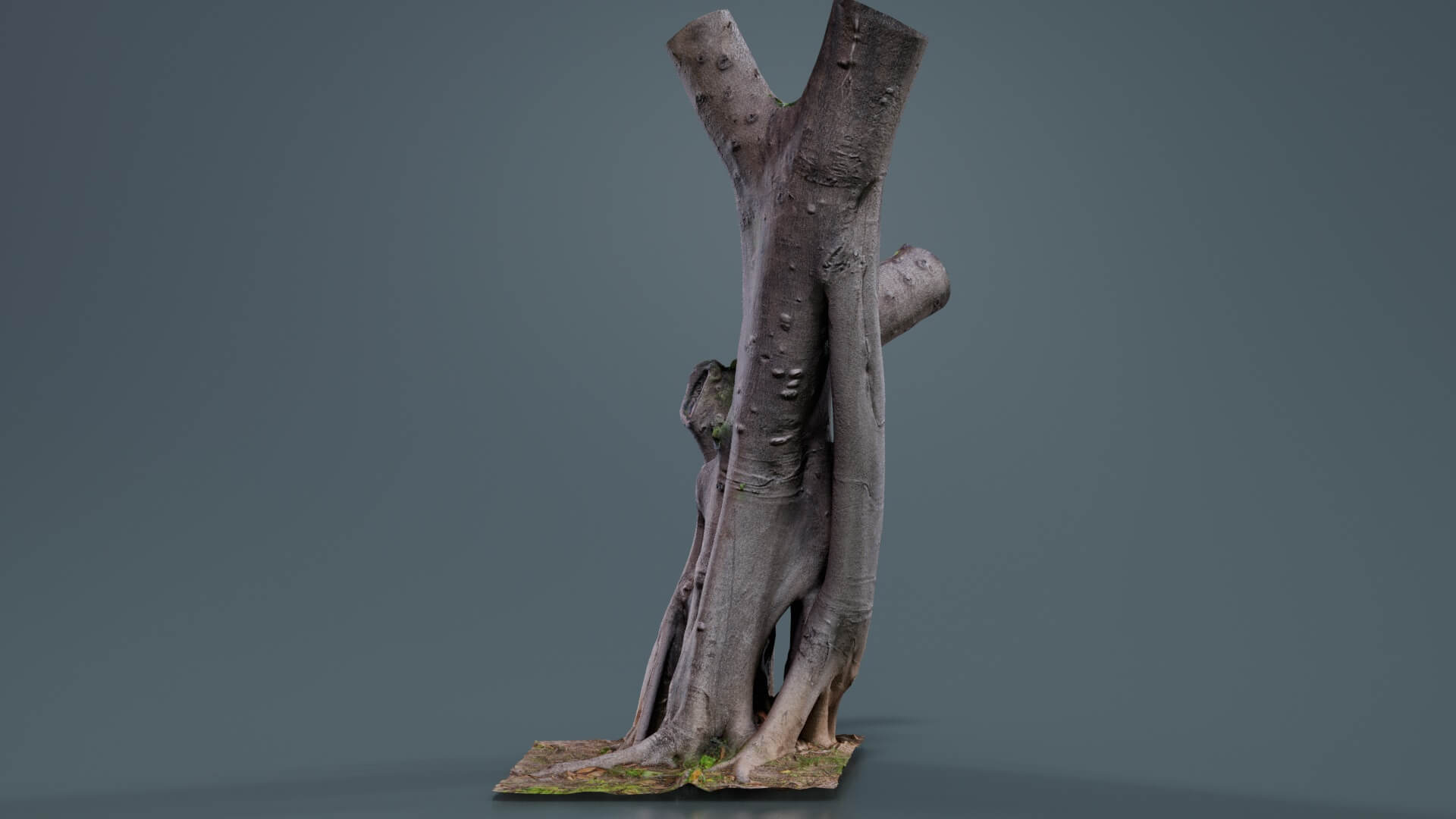 Tall Roots Tree Trunk - 3D Model by Polygonal Miniatures