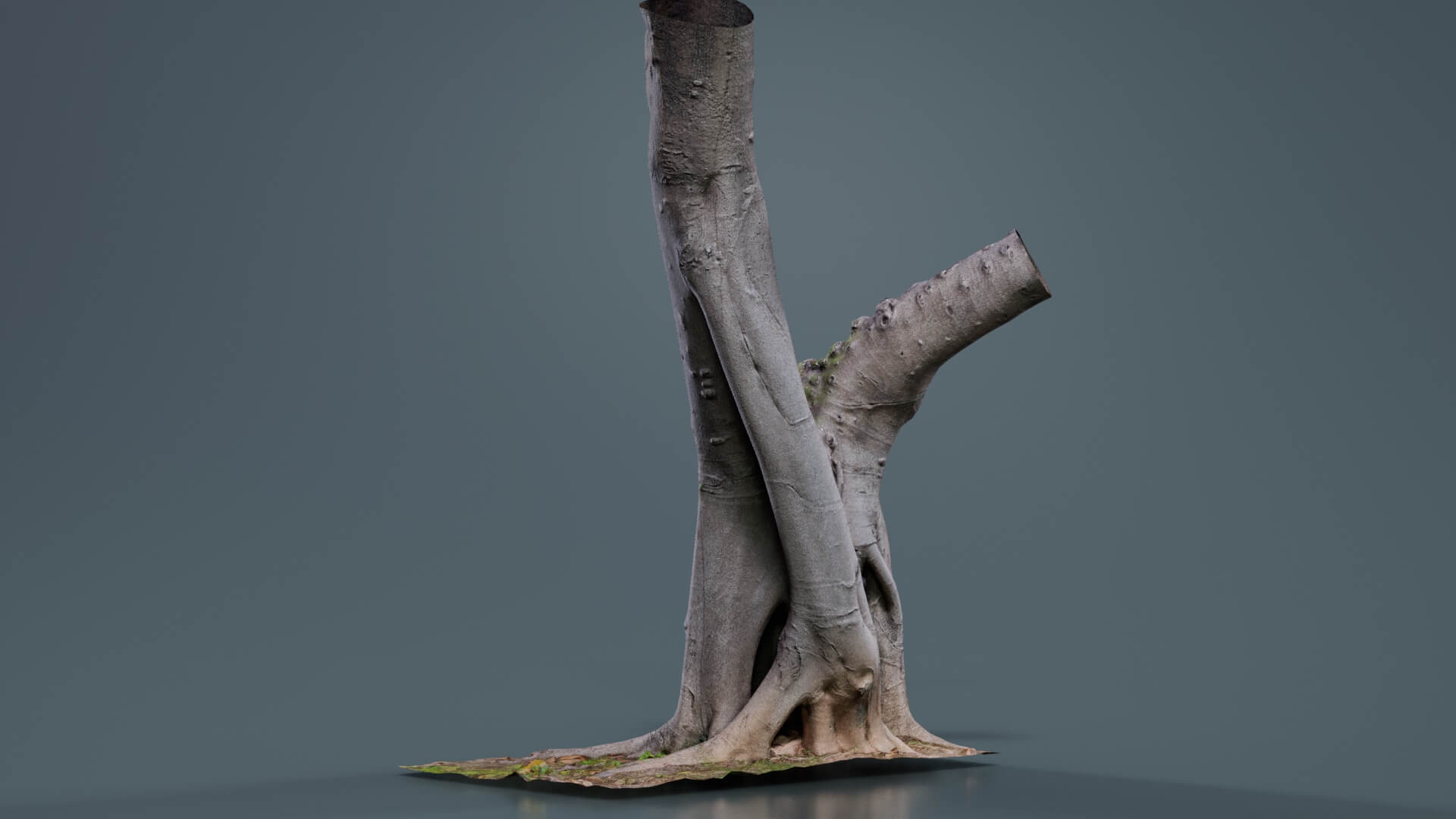 Tall Roots Tree Trunk - 3D Model by Polygonal Miniatures