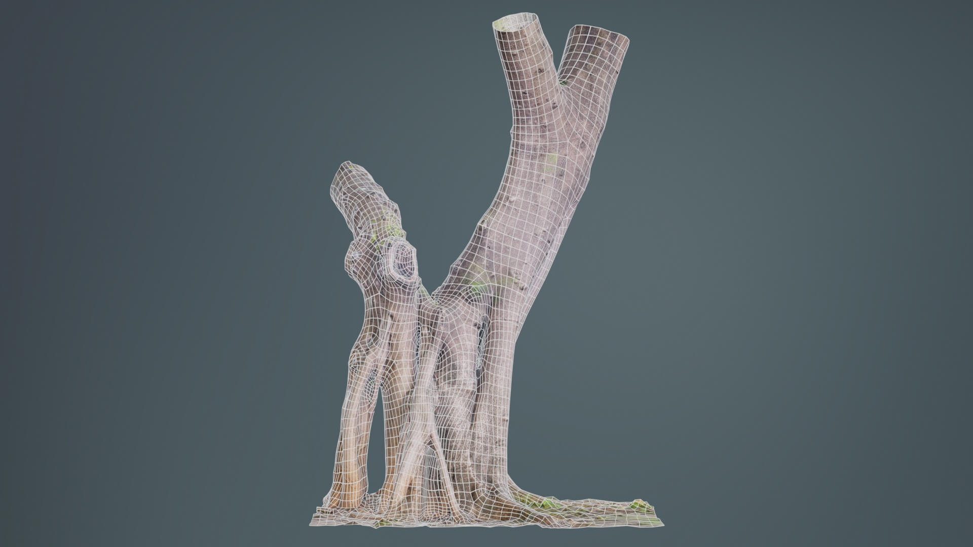 Tall Roots Tree Trunk - 3D Model by Polygonal Miniatures