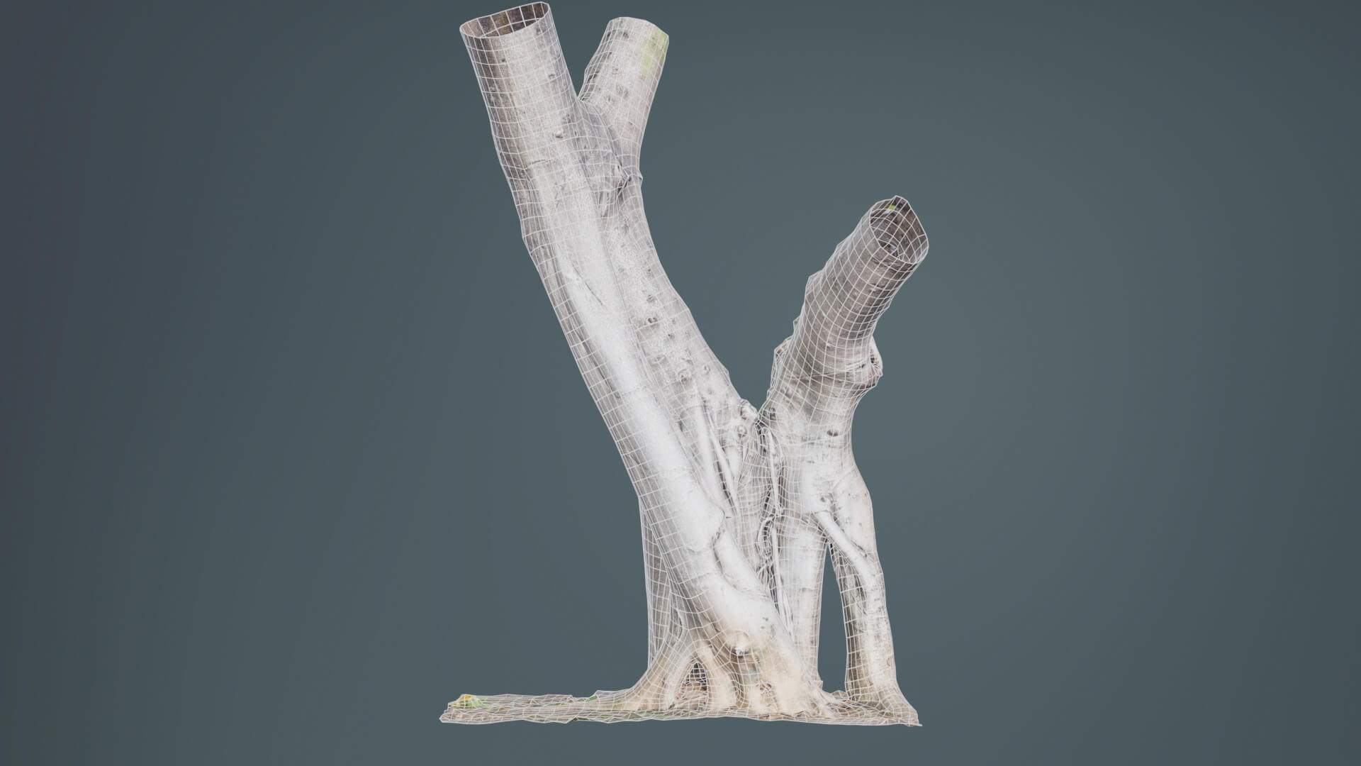 Tall Roots Tree Trunk - 3D Model by Polygonal Miniatures