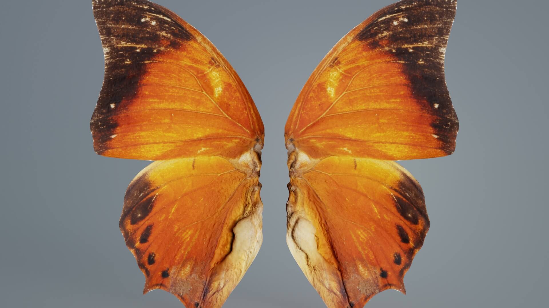 Tawny Rajah Charaxes Bernardus - 3D Model by Polygonal Miniatures