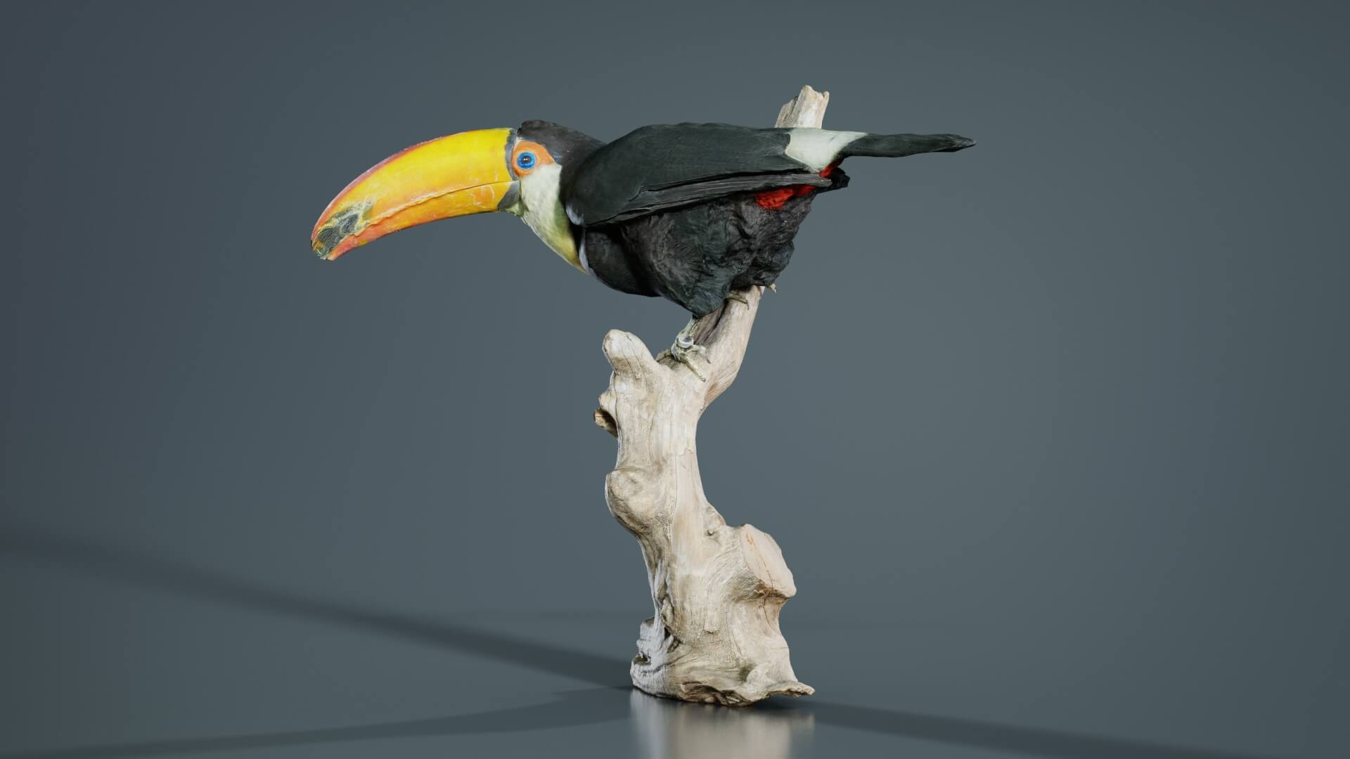 Toucan Ramphastidae Tucana - 3D Model by Polygonal Miniatures