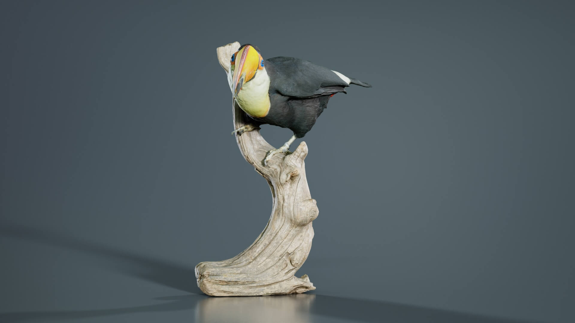 Toucan Ramphastidae Tucana - 3D Model by Polygonal Miniatures