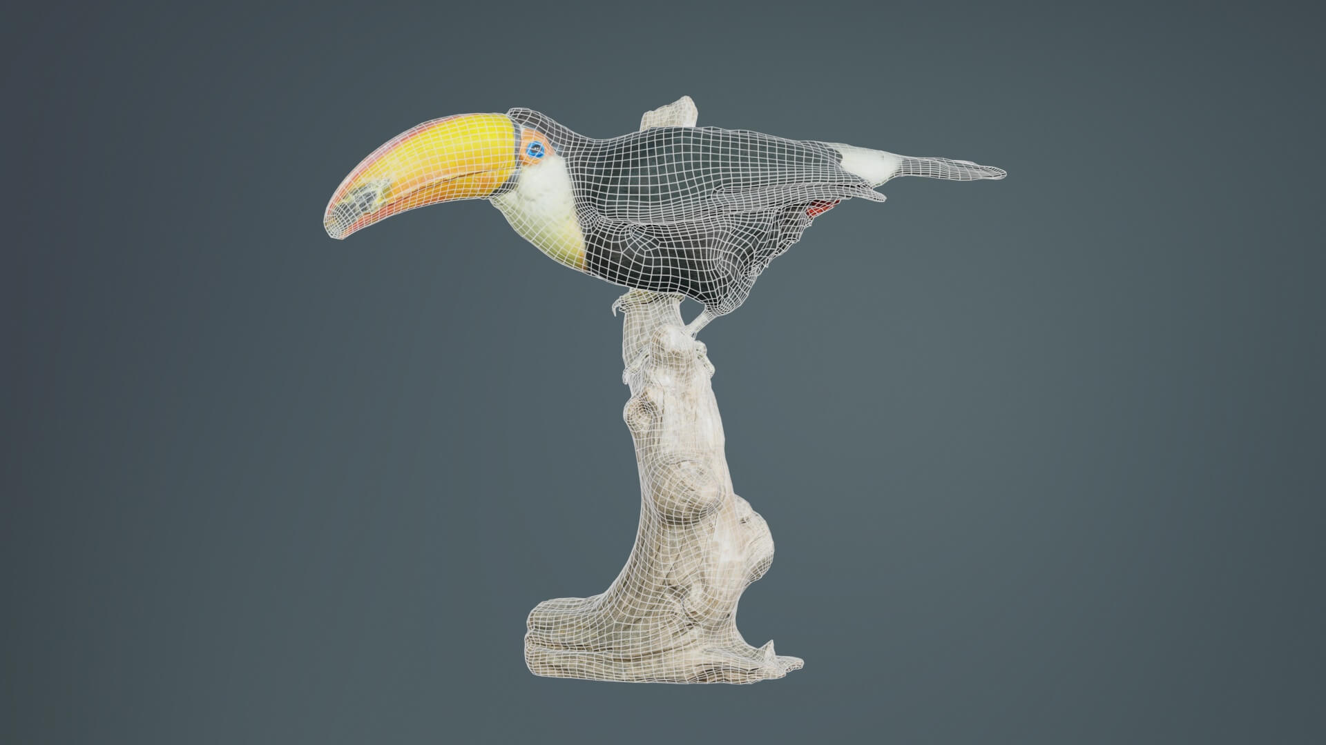 Toucan Ramphastidae Tucana - 3D Model by Polygonal Miniatures