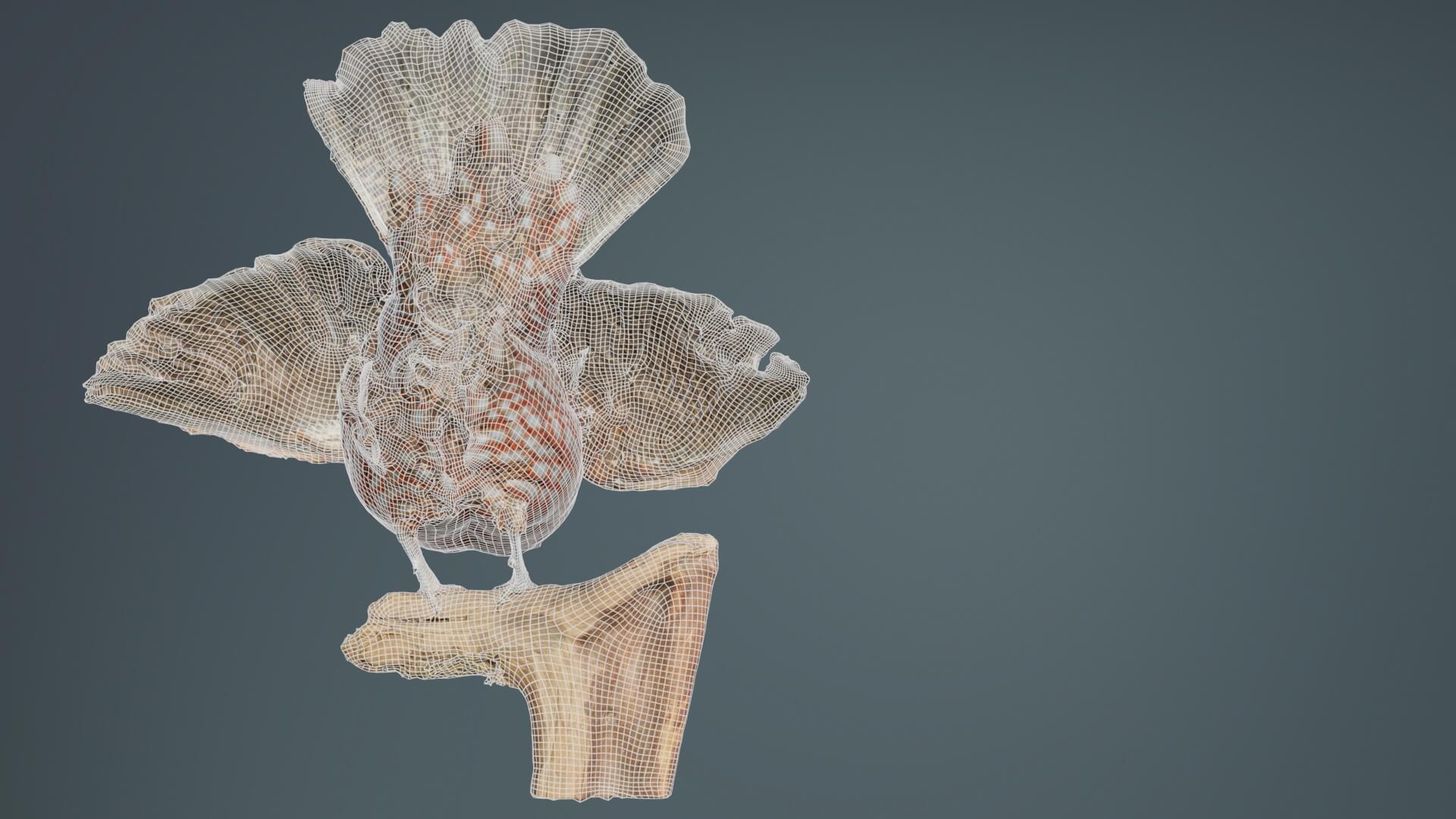 Tragopan Horned Pheasant Bird Phasianidae - 3D Model by Polygonal ...