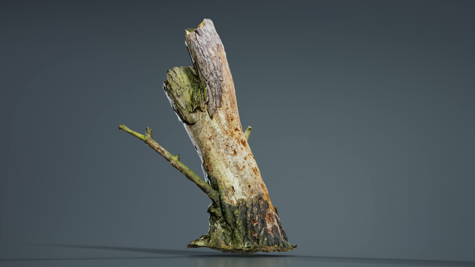Tree Stump with Small Off Shoots - 3D Model by Polygonal Miniatures