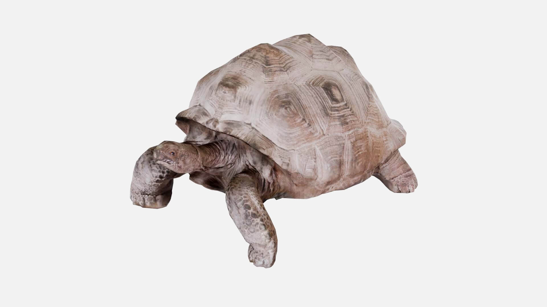Terrestrial Turtle - 3D Model by Polygonal Miniatures