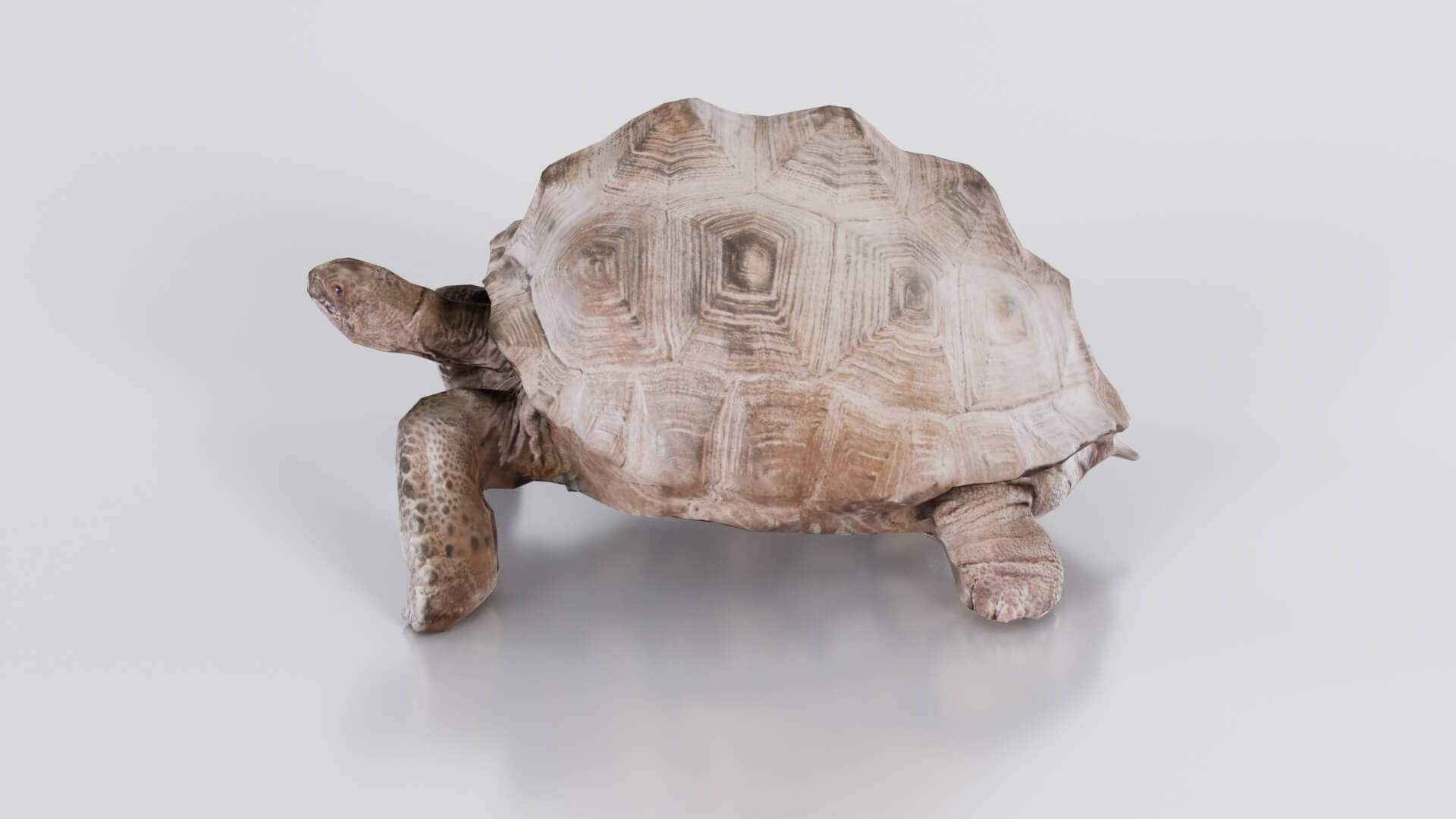 Terrestrial Turtle - 3D Model by Polygonal Miniatures
