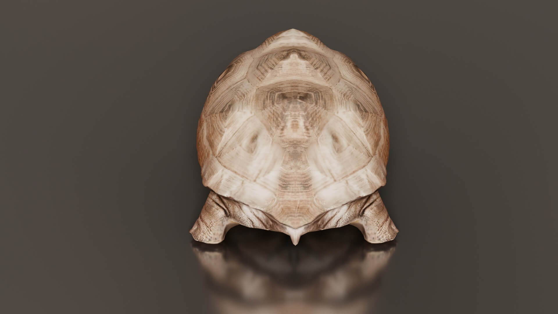 Terrestrial Turtle - 3D Model by Polygonal Miniatures