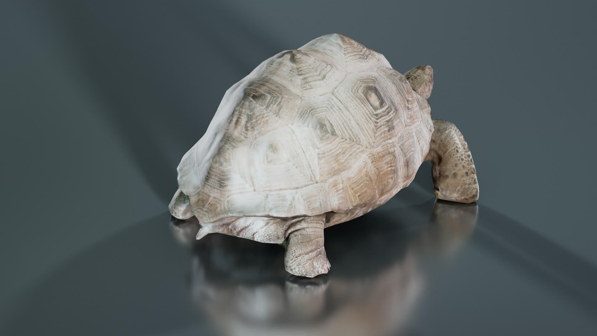 Terrestrial Turtle - 3D Model by Polygonal Miniatures