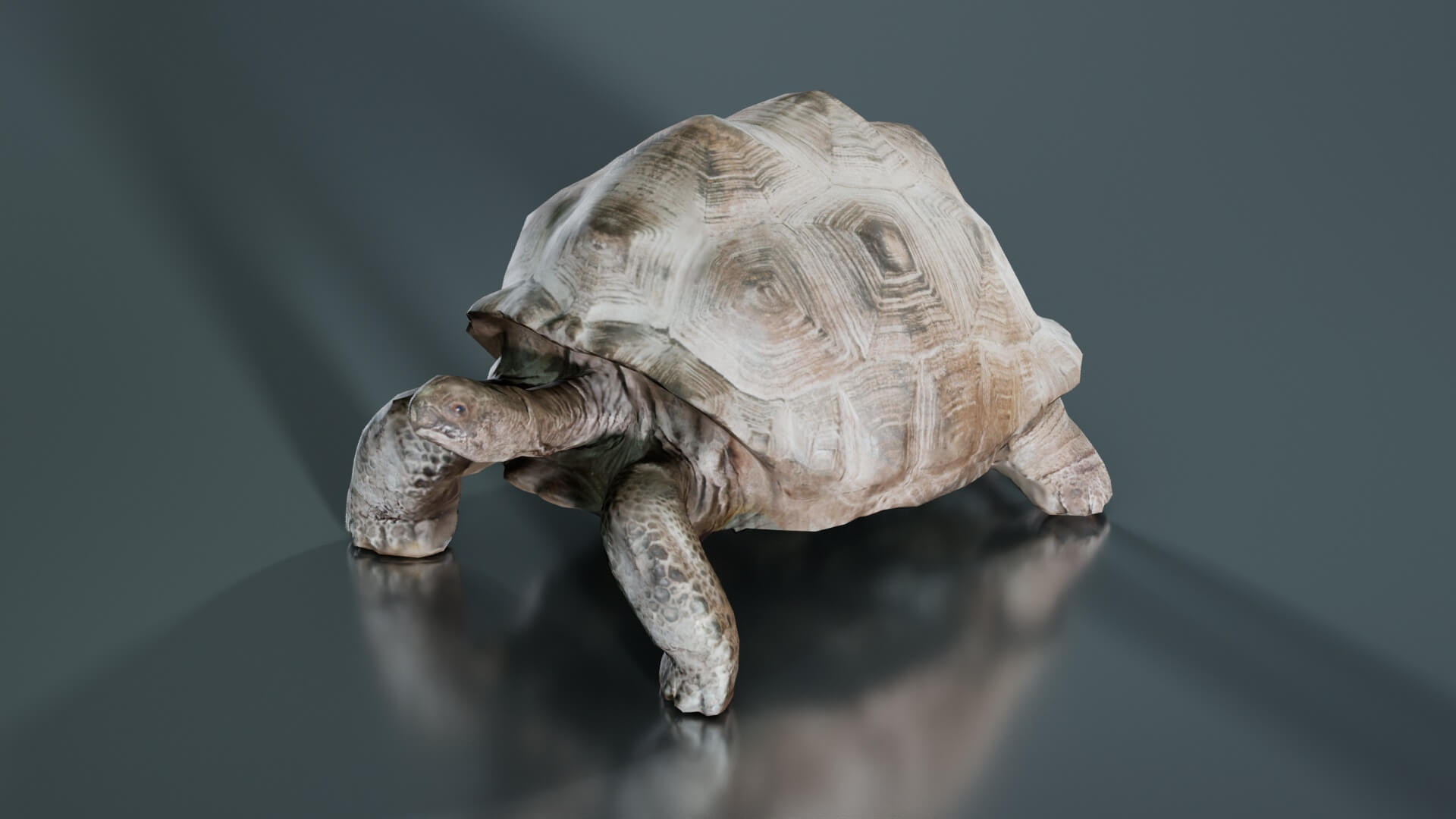 Terrestrial Turtle - 3D Model by Polygonal Miniatures