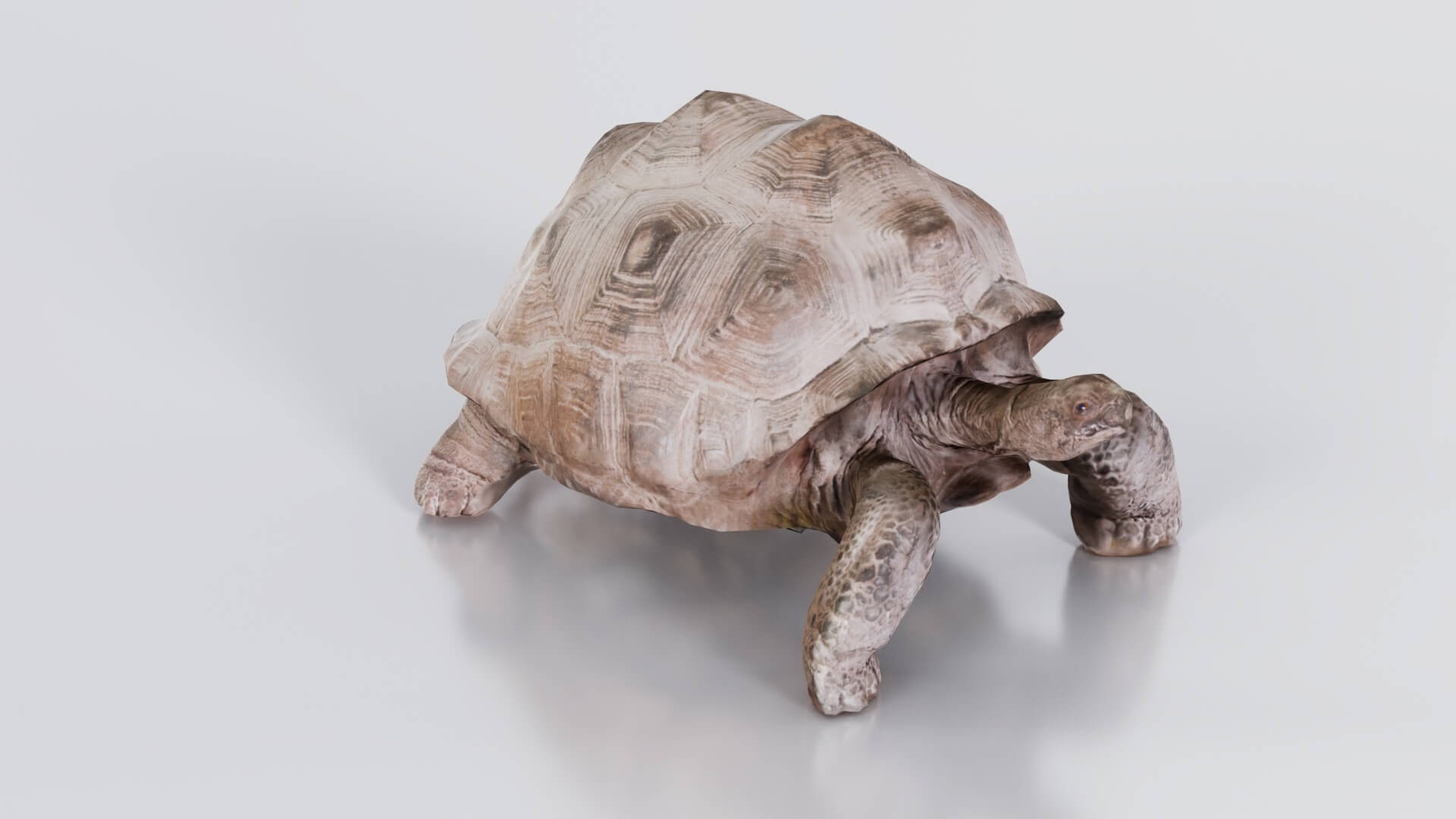 Terrestrial Turtle - 3D Model by Polygonal Miniatures