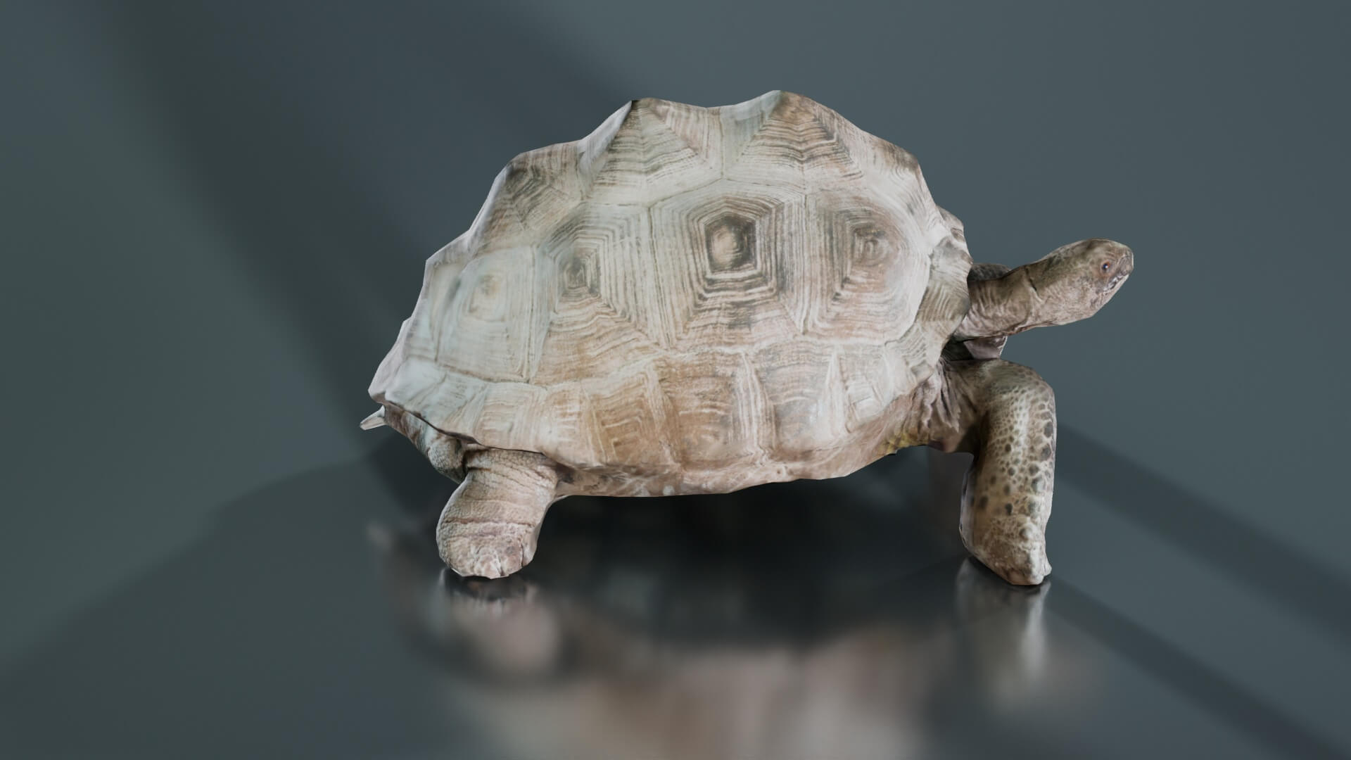 Terrestrial Turtle - 3D Model by Polygonal Miniatures