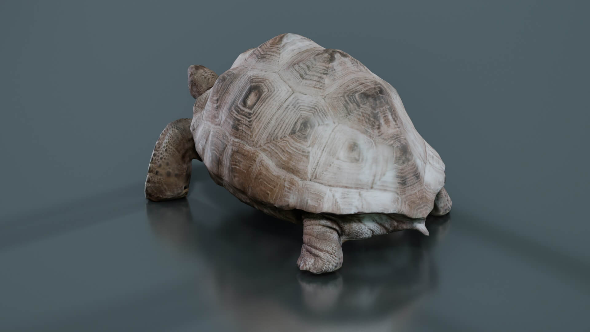 Terrestrial Turtle - 3D Model by Polygonal Miniatures