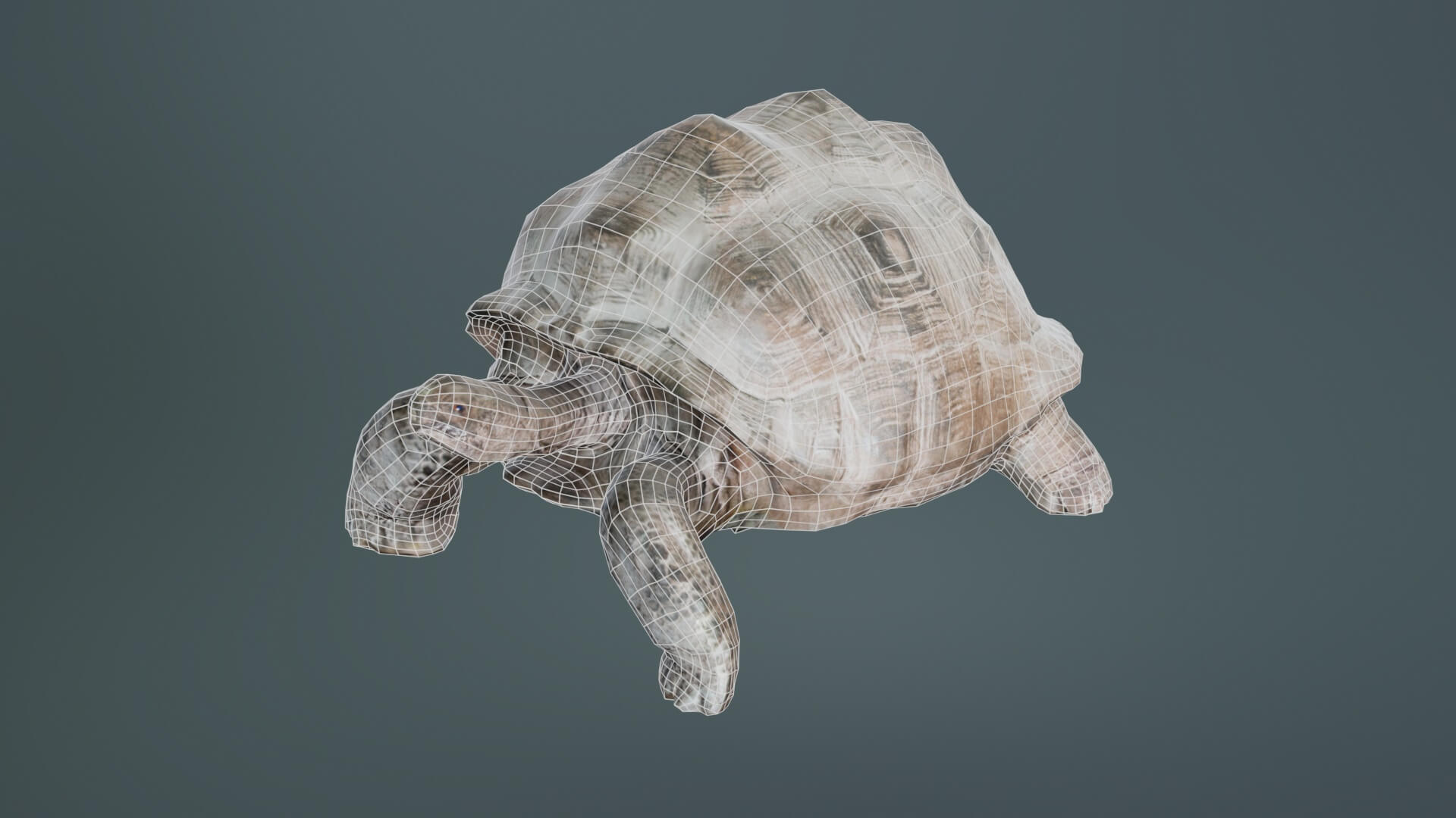 Terrestrial Turtle - 3D Model by Polygonal Miniatures