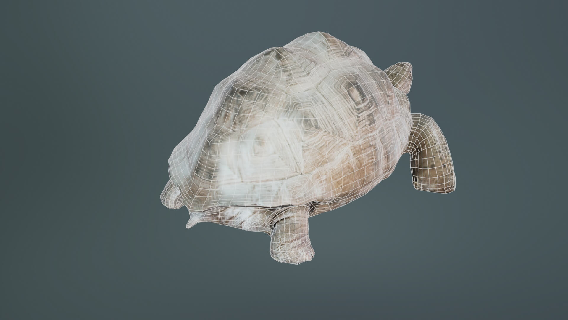 Terrestrial Turtle - 3D Model by Polygonal Miniatures