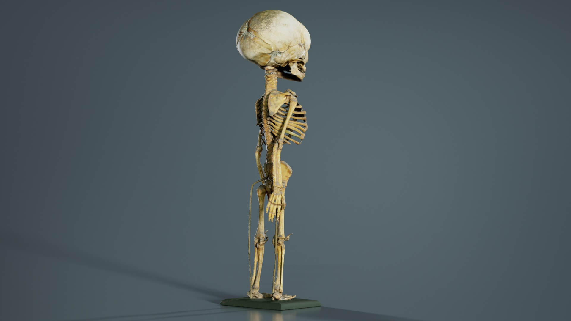 Unborn Human Baby Skeleton - 3D Model by Polygonal Miniatures