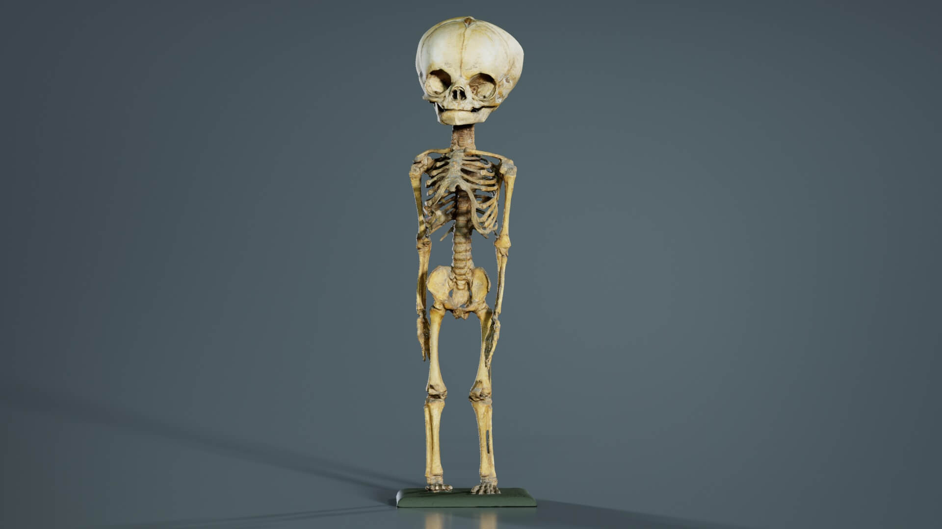 Unborn Human Baby Skeleton - 3D Model by Polygonal Miniatures