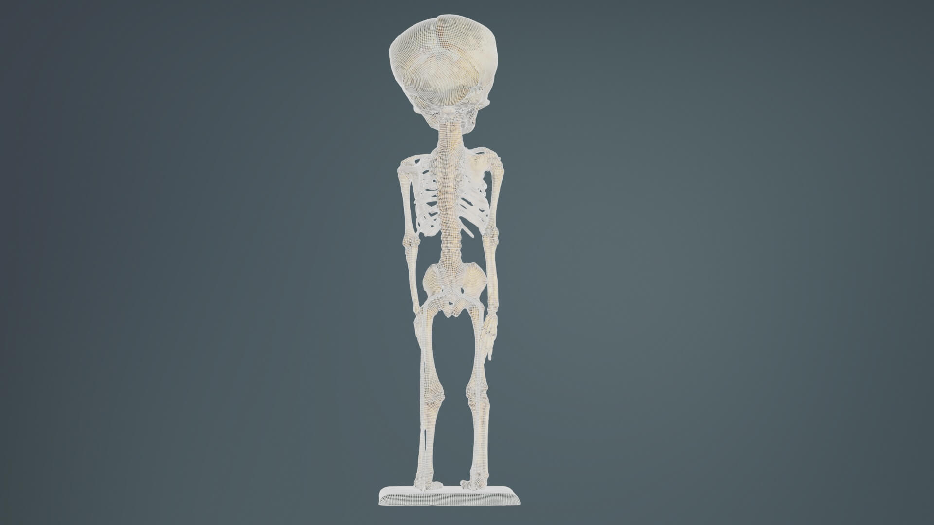 Unborn Human Baby Skeleton - 3D Model by Polygonal Miniatures