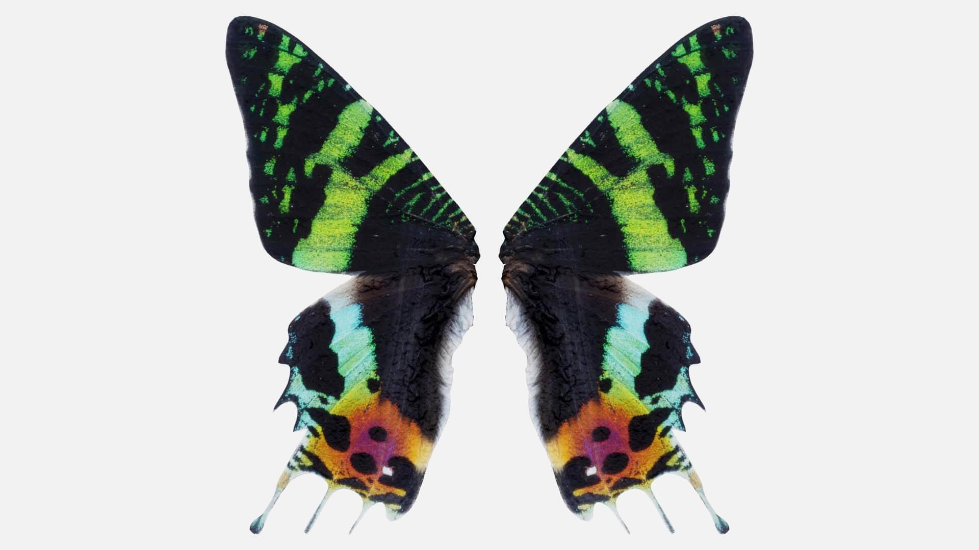 Urania Leilus Madagascan Sunset Moth - 3D Model by Polygonal Miniatures