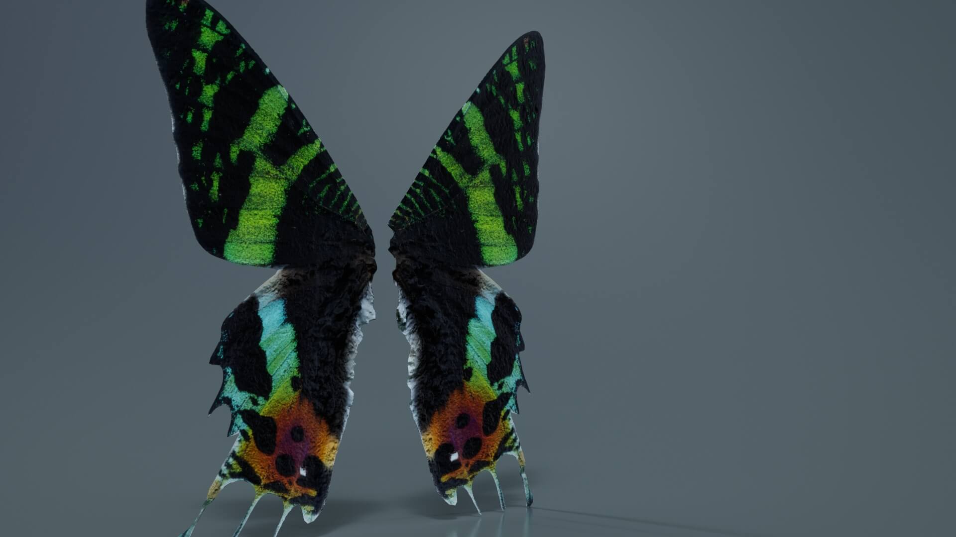 Urania Leilus Madagascan Sunset Moth - 3D Model by Polygonal Miniatures