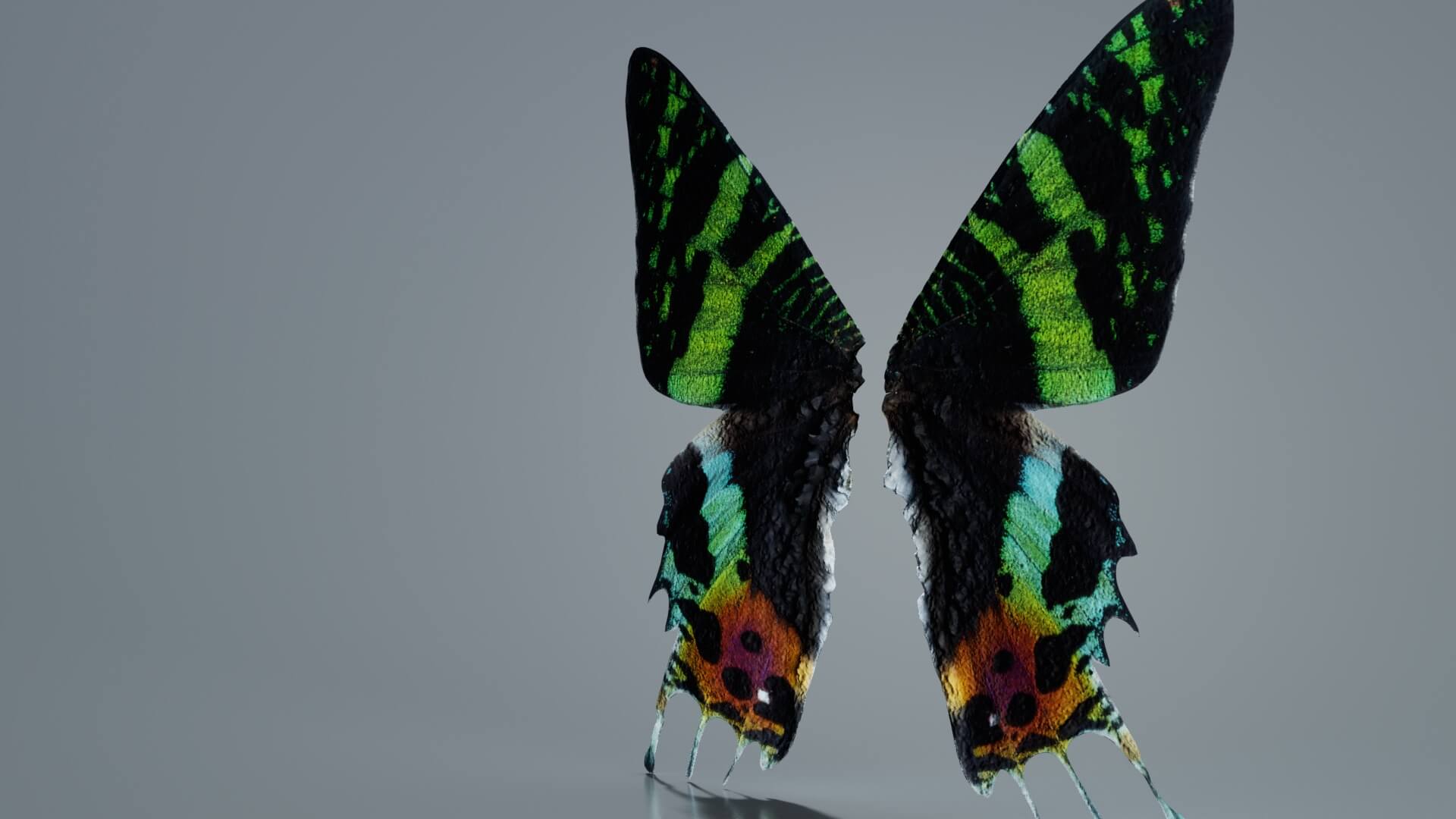Urania Leilus Madagascan Sunset Moth - 3D Model by Polygonal Miniatures