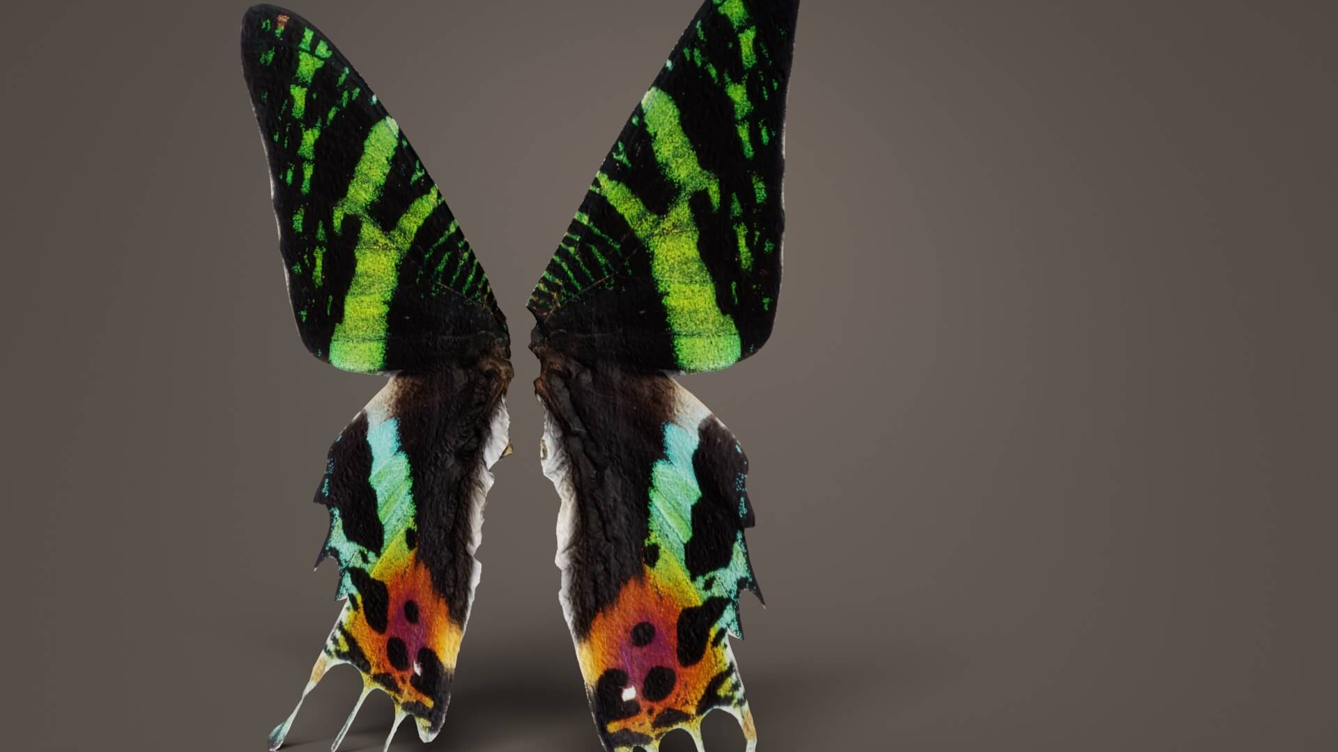 Urania Leilus Madagascan Sunset Moth - 3D Model by Polygonal Miniatures