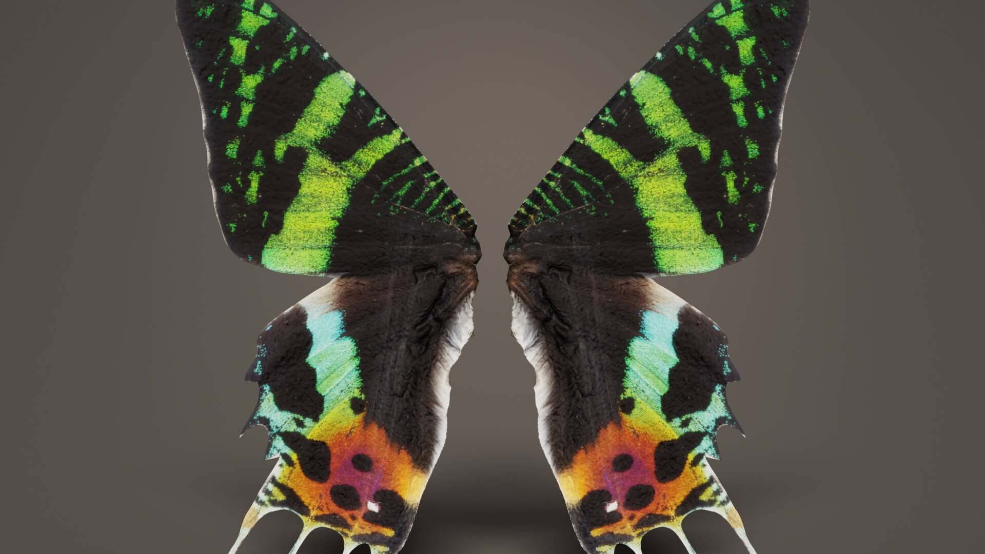 Urania Leilus Madagascan Sunset Moth - 3D Model by Polygonal Miniatures