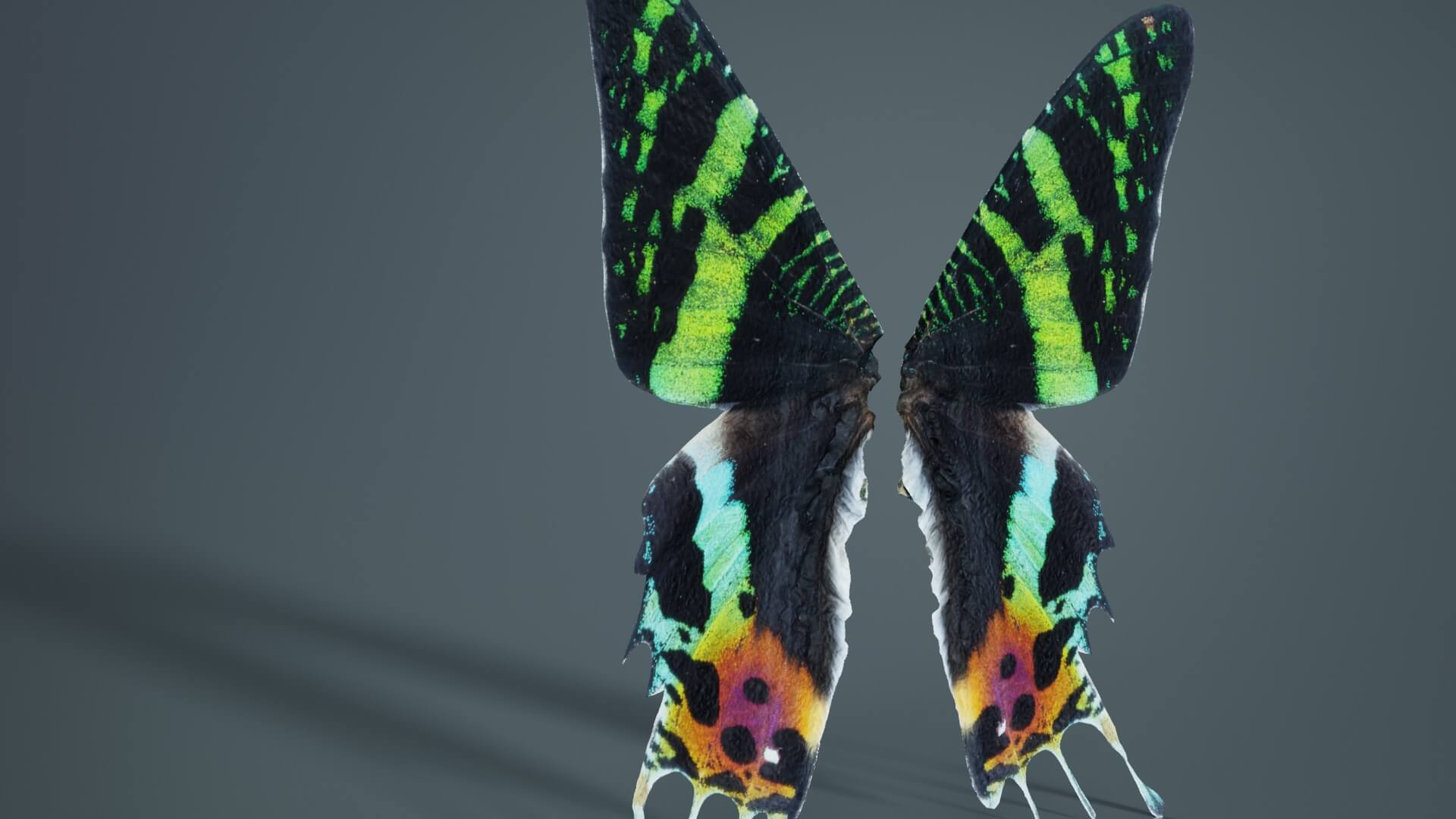 Urania Leilus Madagascan Sunset Moth - 3D Model by Polygonal Miniatures