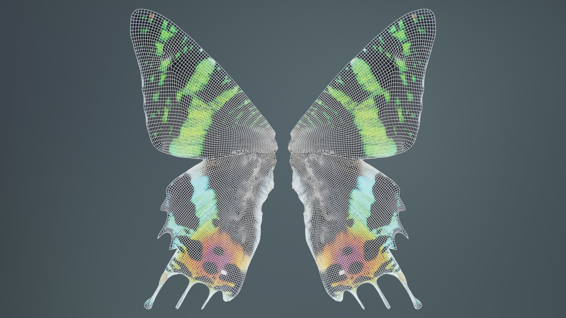 Urania Leilus Madagascan Sunset Moth - 3D Model by Polygonal Miniatures