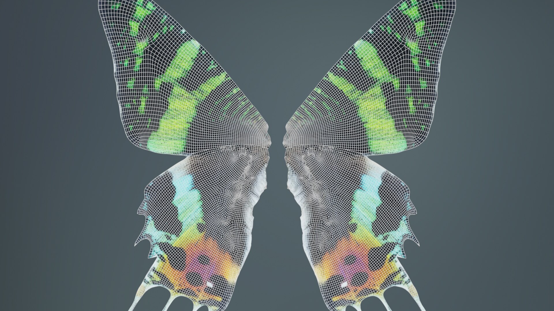 Urania Leilus Madagascan Sunset Moth - 3D Model by Polygonal Miniatures