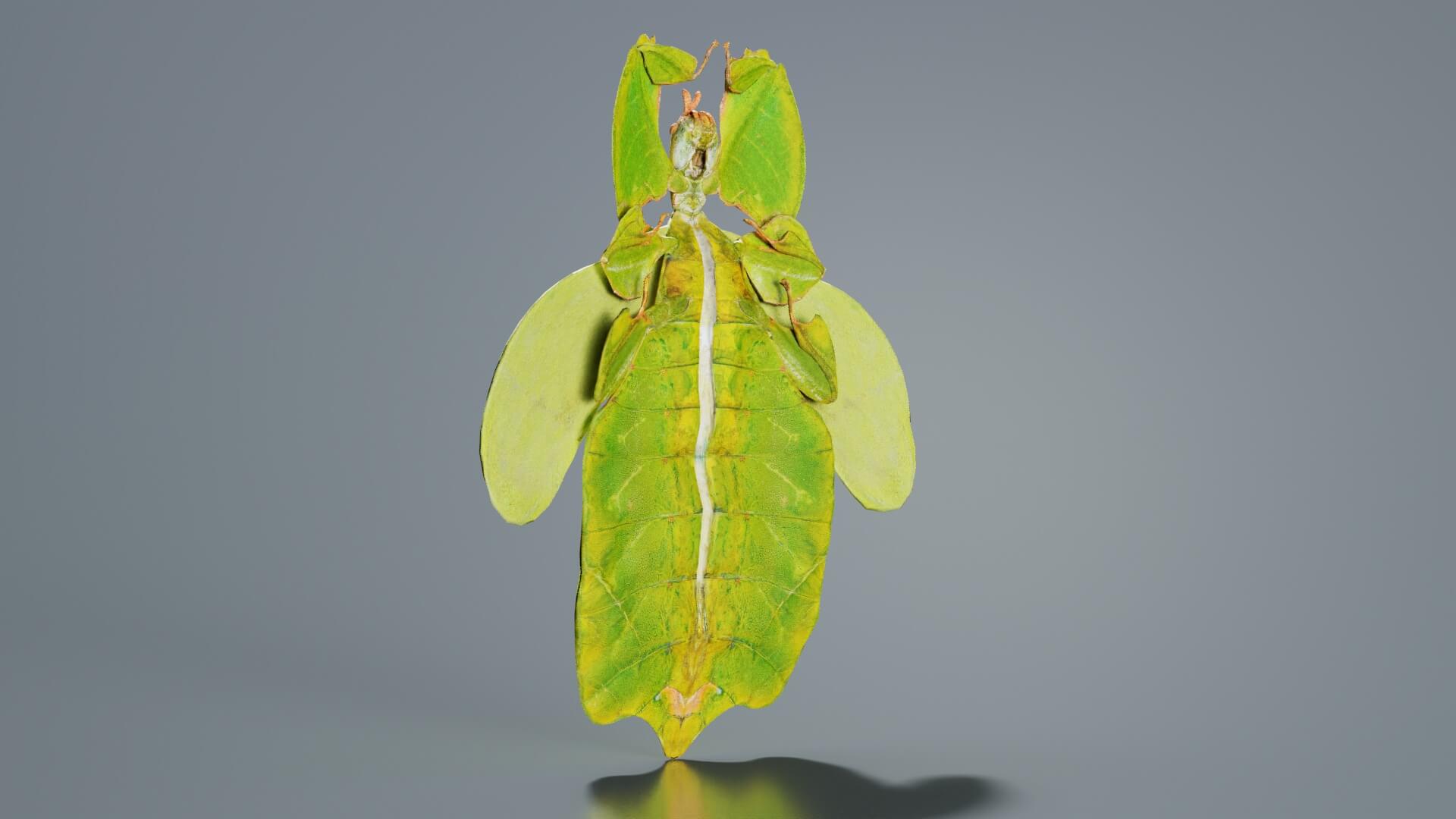 Walking Leaf Phylliidae Leaf Insect - 3D Model by Polygonal Miniatures