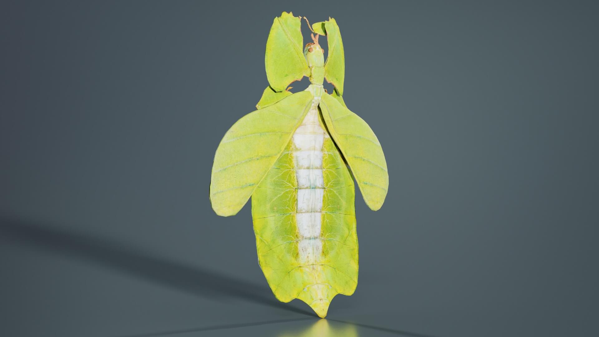 Walking Leaf Phylliidae Leaf Insect - 3D Model by Polygonal Miniatures