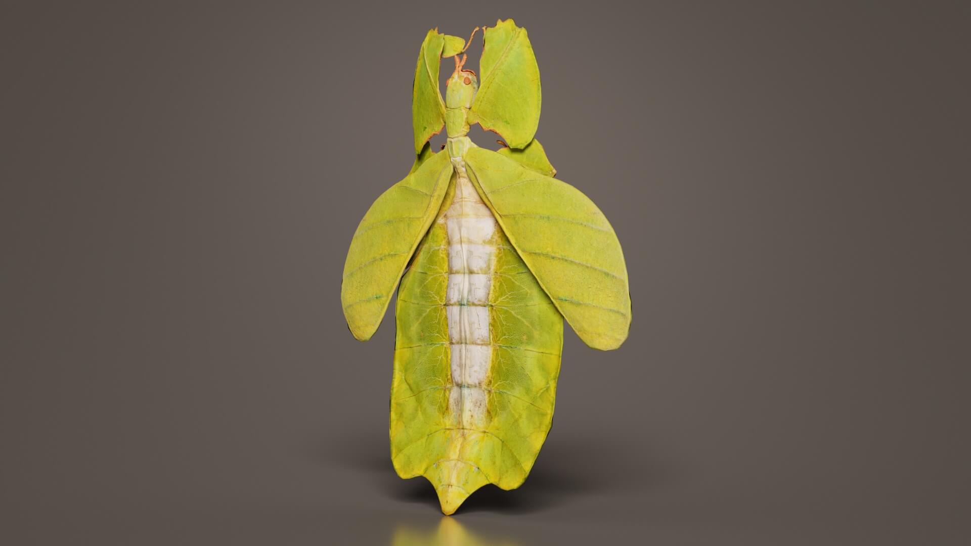 Walking Leaf Phylliidae Leaf Insect - 3D Model by Polygonal Miniatures
