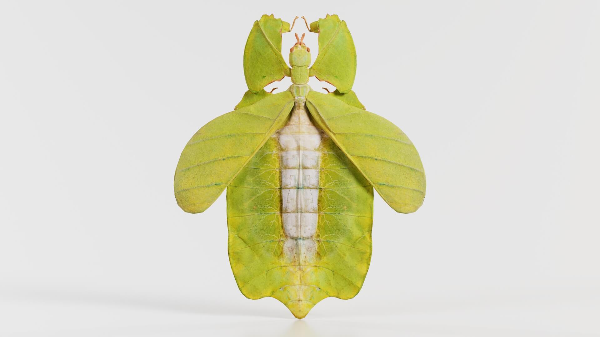 Walking Leaf Phylliidae Leaf Insect - 3D Model by Polygonal Miniatures