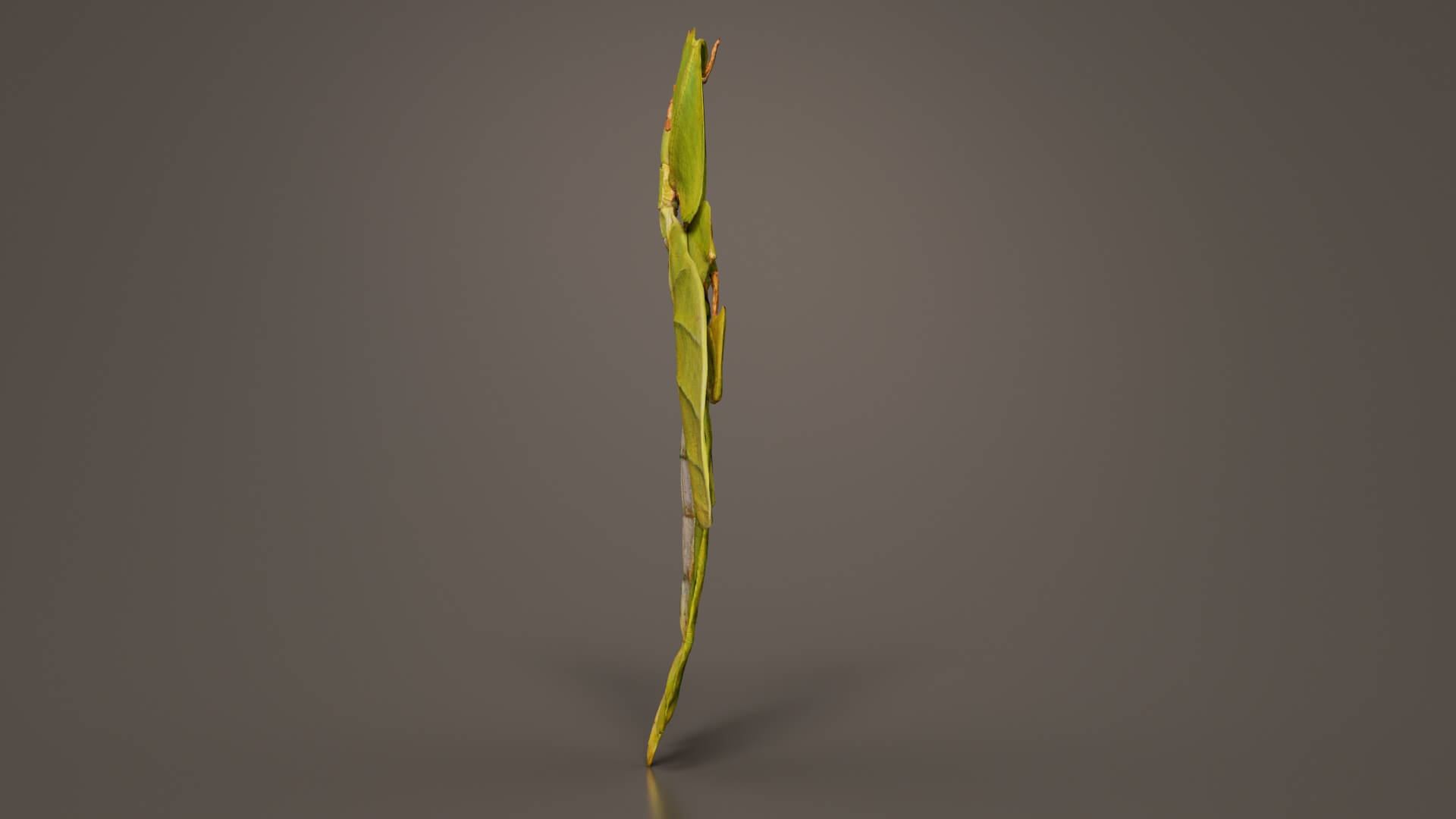 Walking Leaf Phylliidae Leaf Insect - 3D Model by Polygonal Miniatures