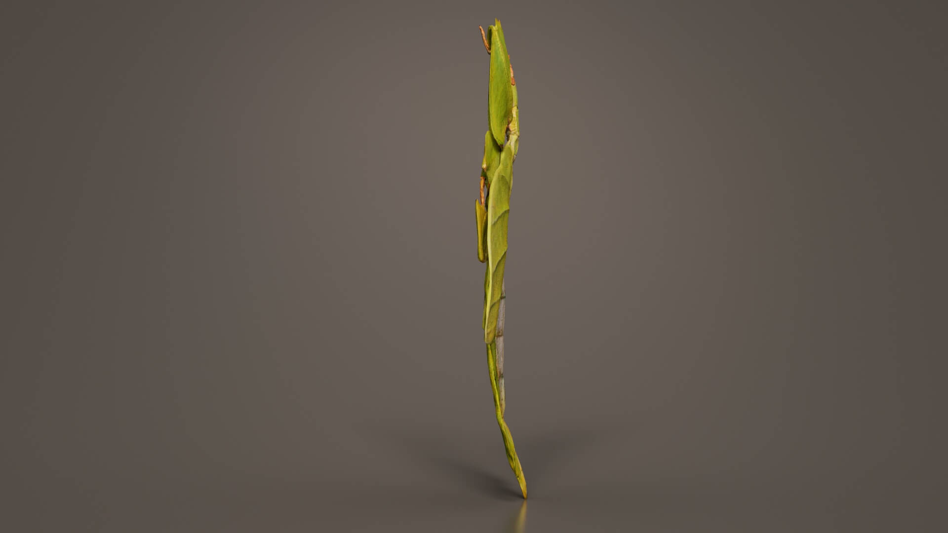 Walking Leaf Phylliidae Leaf Insect - 3D Model by Polygonal Miniatures