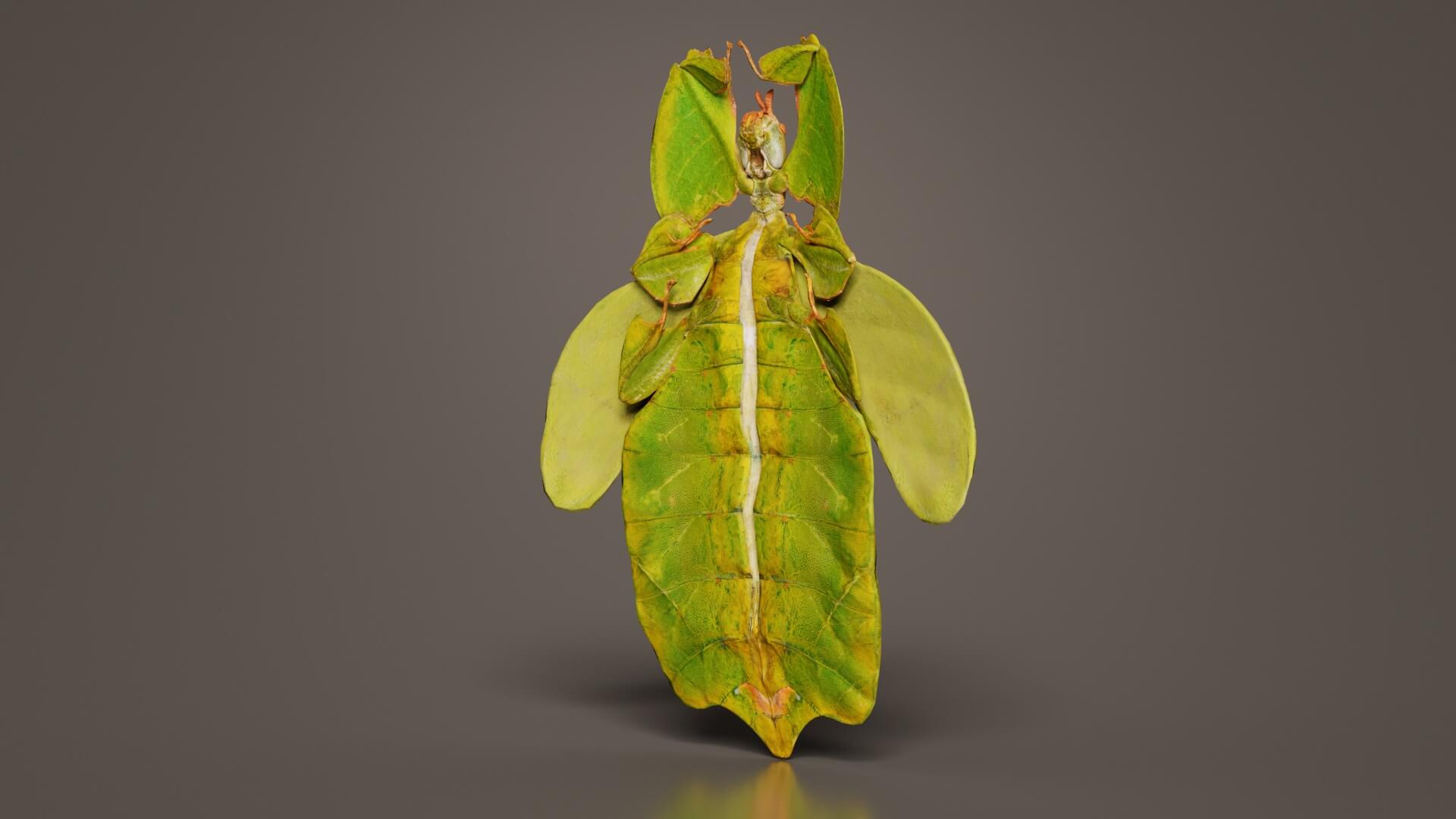 Walking Leaf Phylliidae Leaf Insect - 3D Model by Polygonal Miniatures
