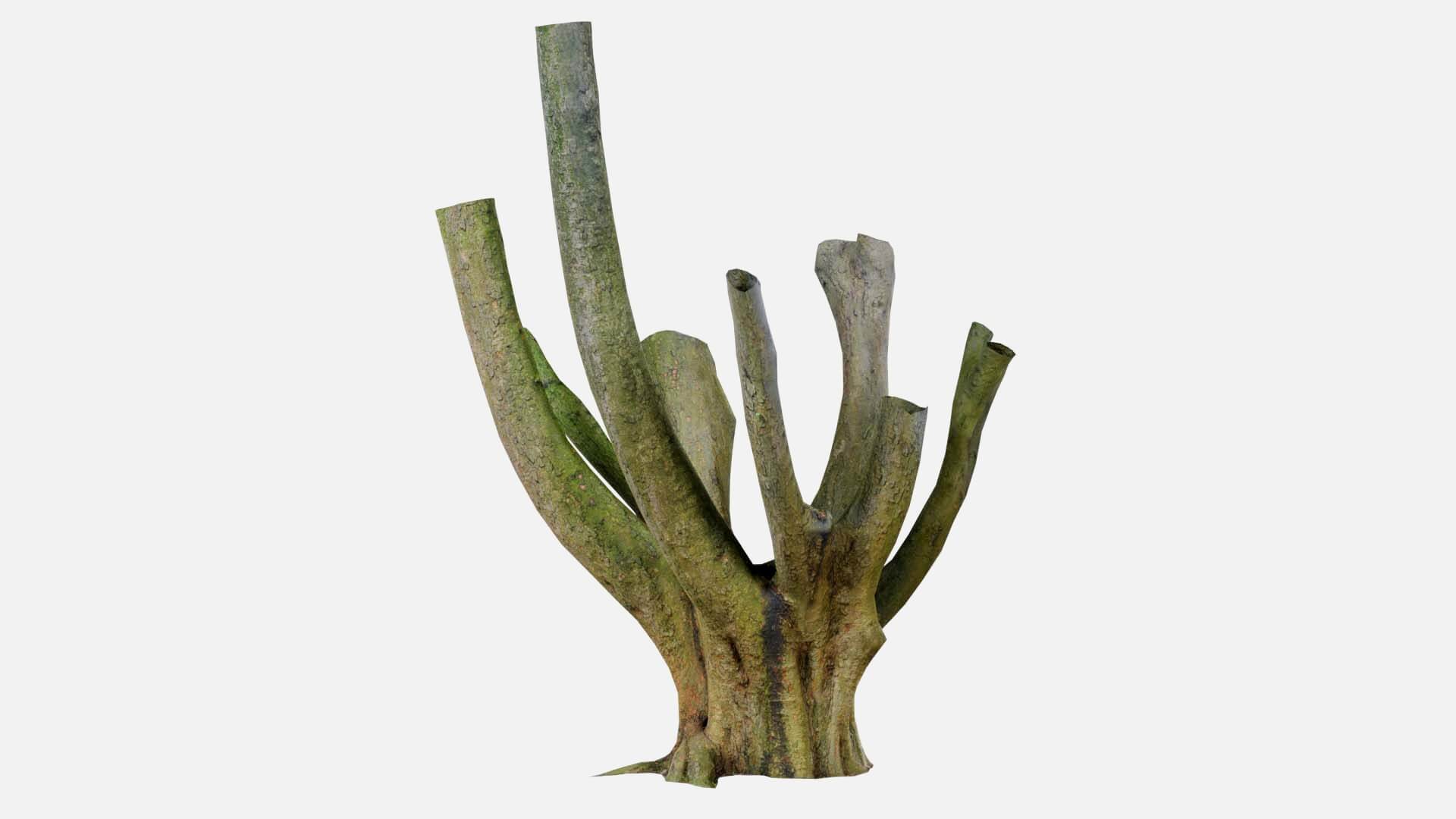 Wide Base with Offshoots Tree Trunk - 3D Model by Polygonal Miniatures